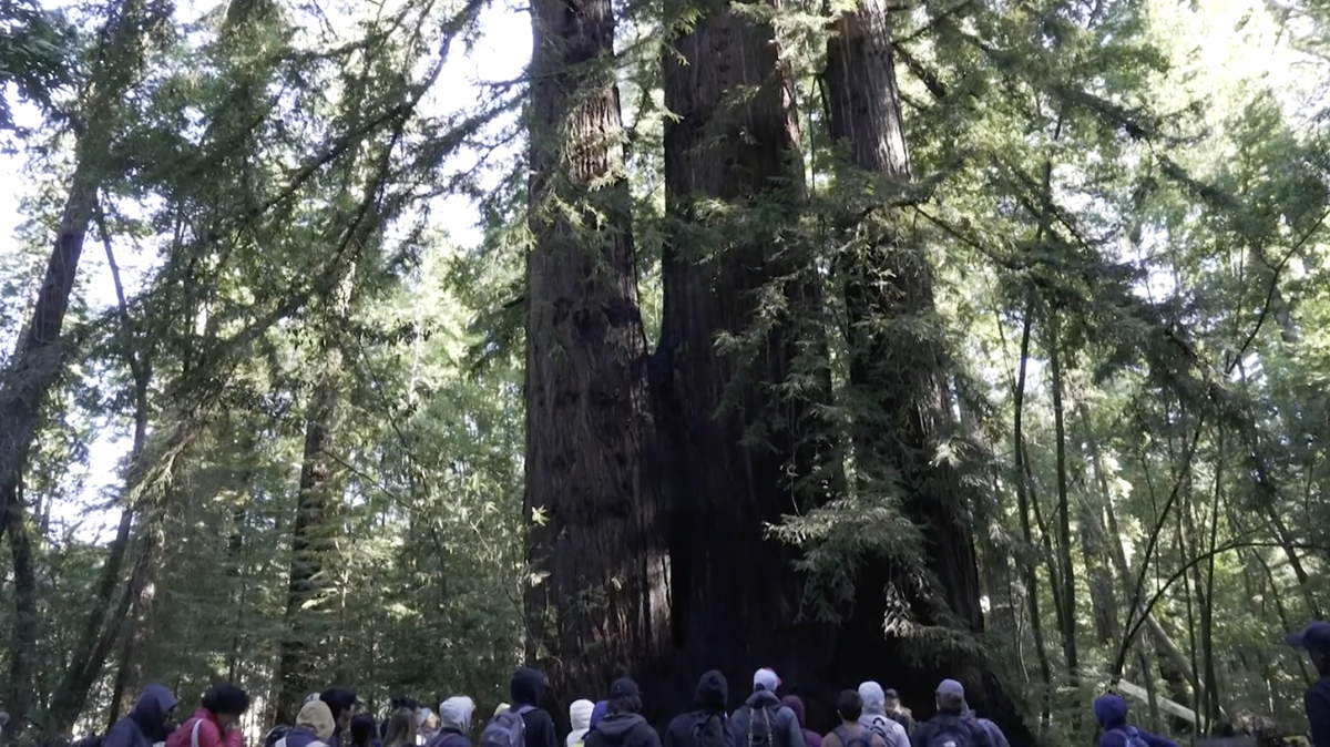 Avenues World Elements